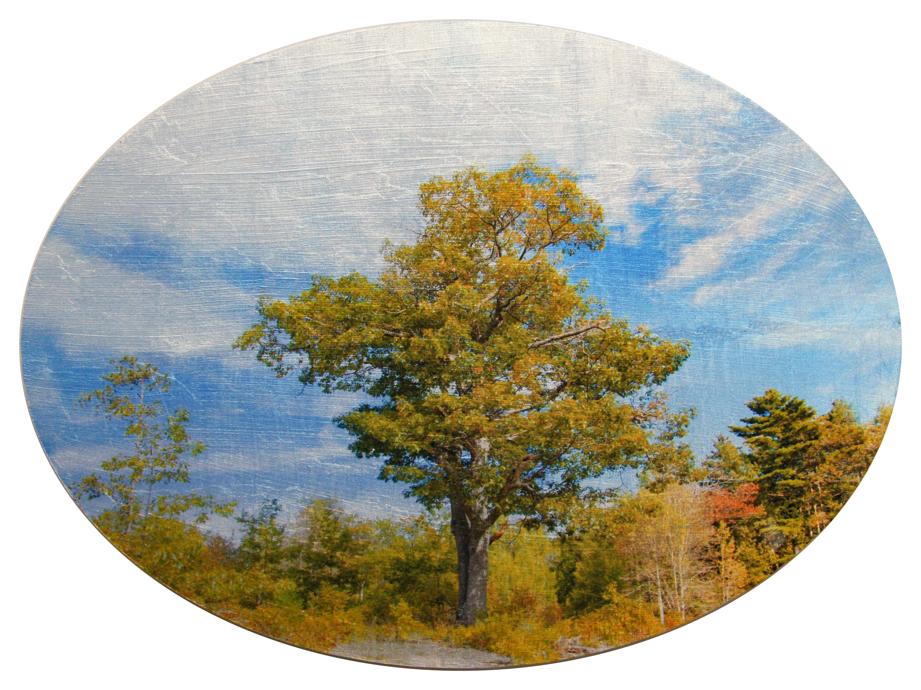 Mother Oak Tree – Nicola Woods Art
